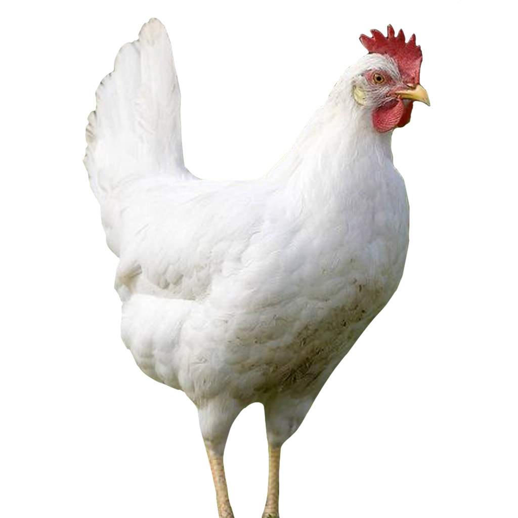 FREY'S READY TO LAY - AZURE BLUE [PULLETS] | MB Country Living